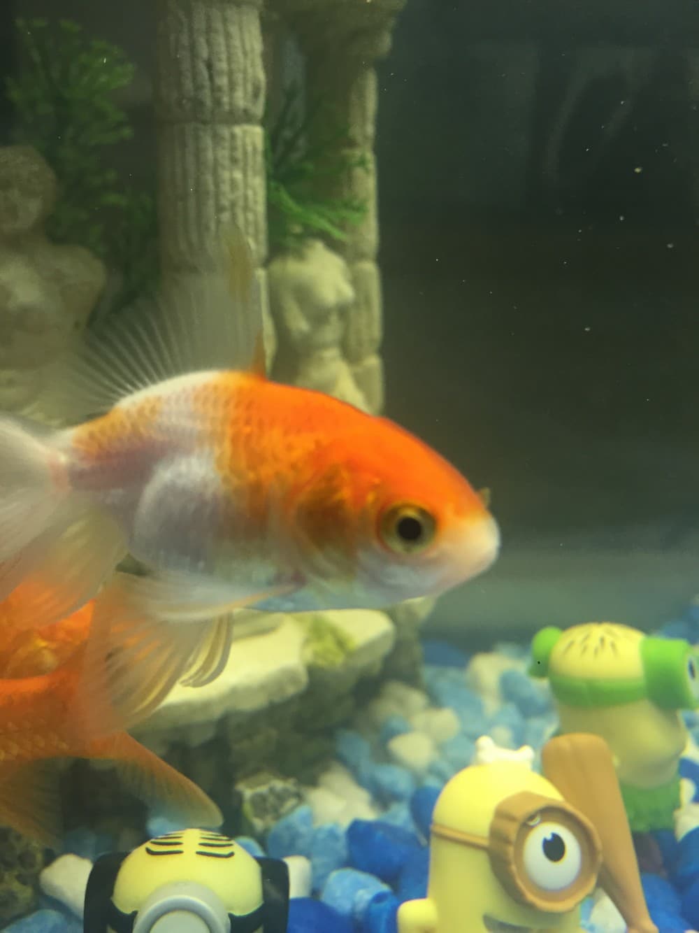 Fishie - Fishie - GATE